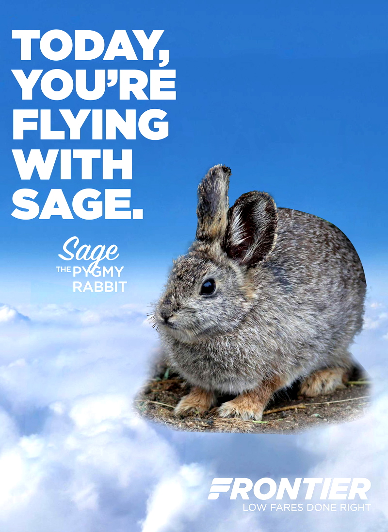 FBW A32NX Frontier | N395FR | Sage the Pygmy Rabbit | 8K 对于 Microsoft ...