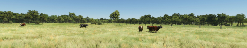 67FL - Bald Eagle Field / Mayaka Field for Microsoft Flight Simulator ...