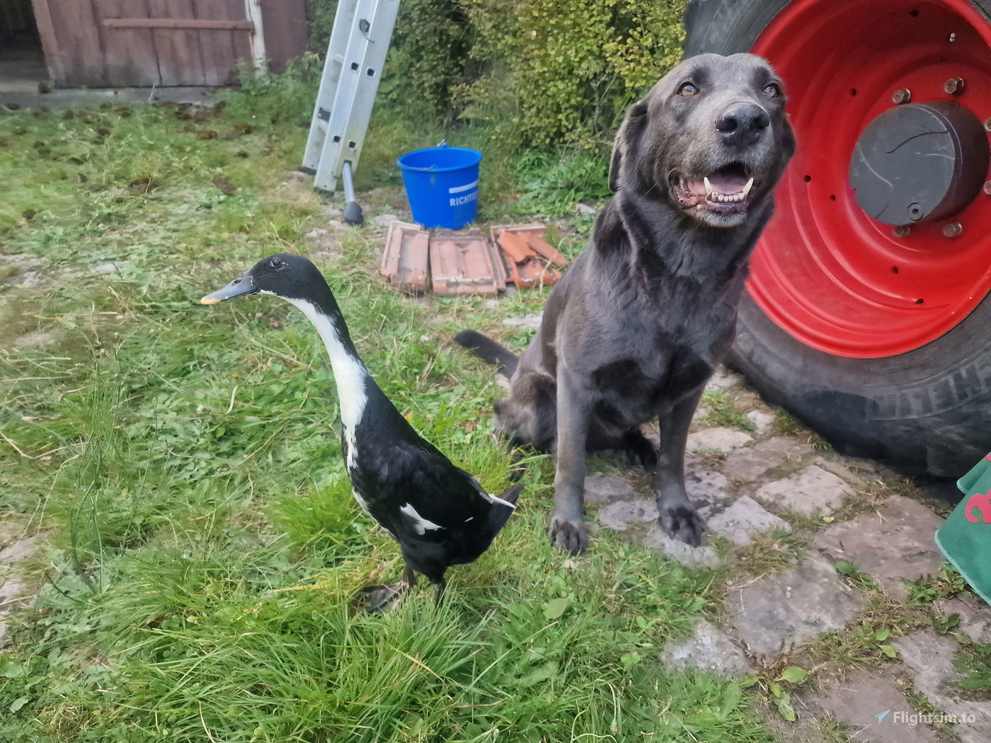 GotFriends Avitar Ducky for Microsoft Flight Simulator | MSFS