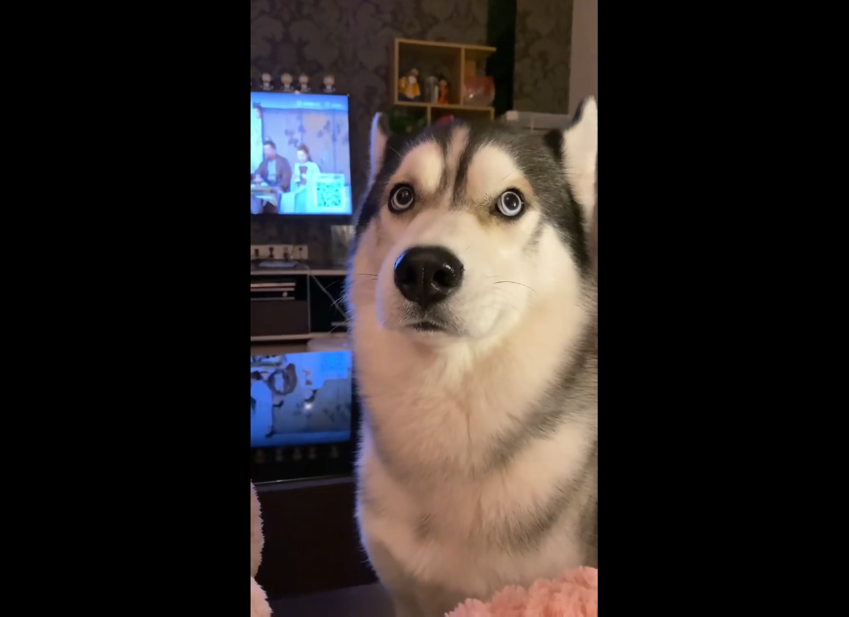 Flightsim.to - Profile of adnan_hashmi