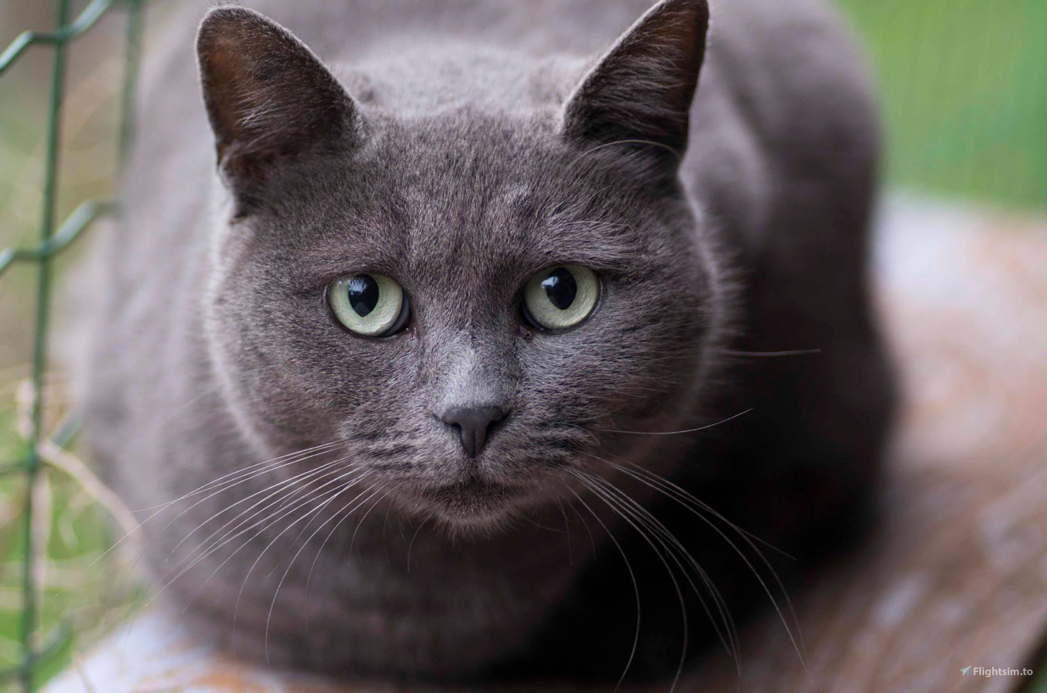 SimWorks Studios PC-12 Add-Ons for Microsoft Flight Simulator | Flightsim.to