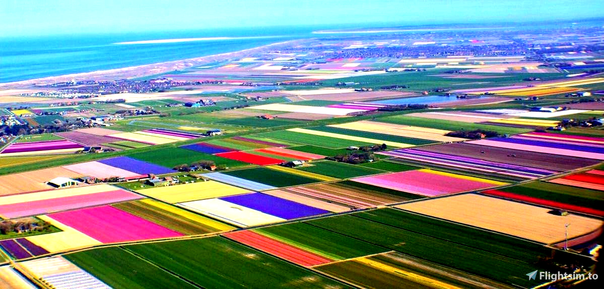 Scenery Requests - Dutch Tulip Fields - Flightsim.to